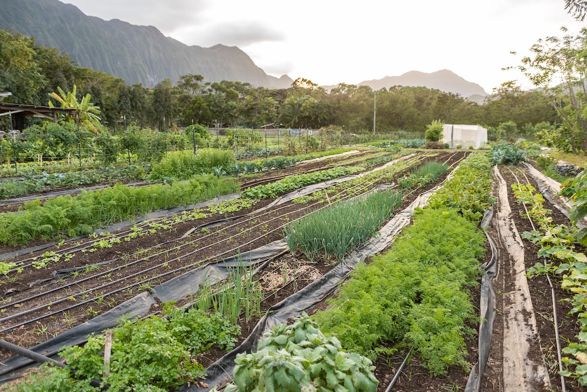 Hawai‘i Agribusiness Guidebook 2020 Edition - GoFarm Hawaii